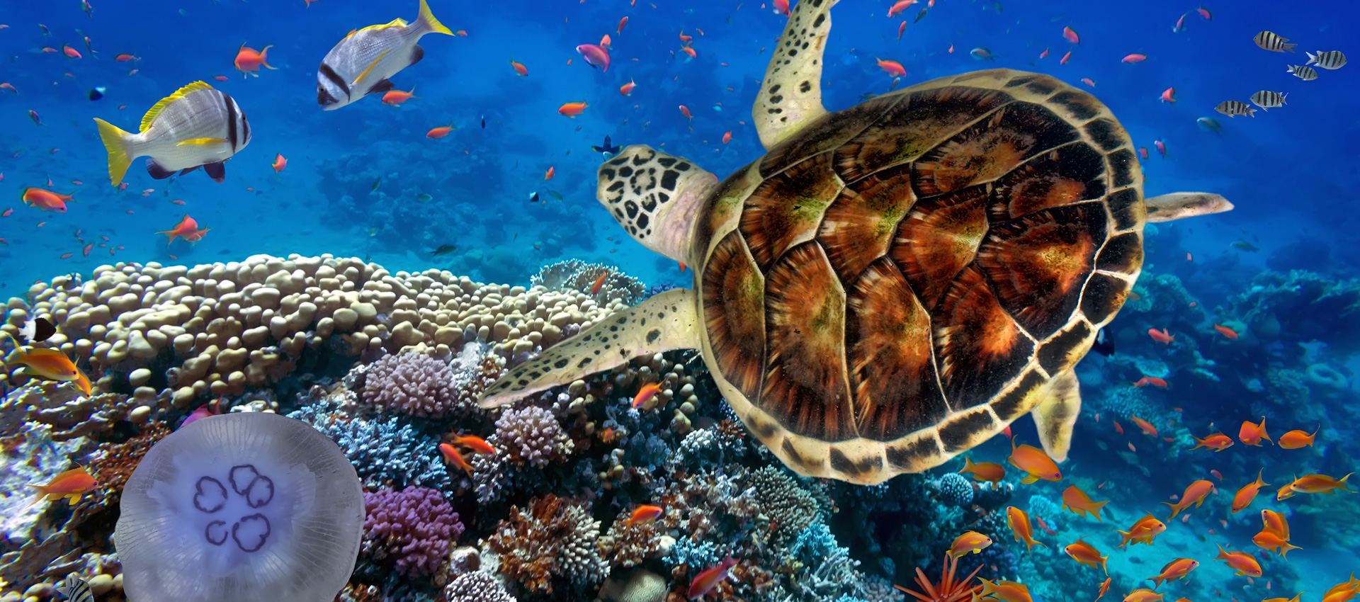 The Importance of Biodiversity l Carbon Free Zone