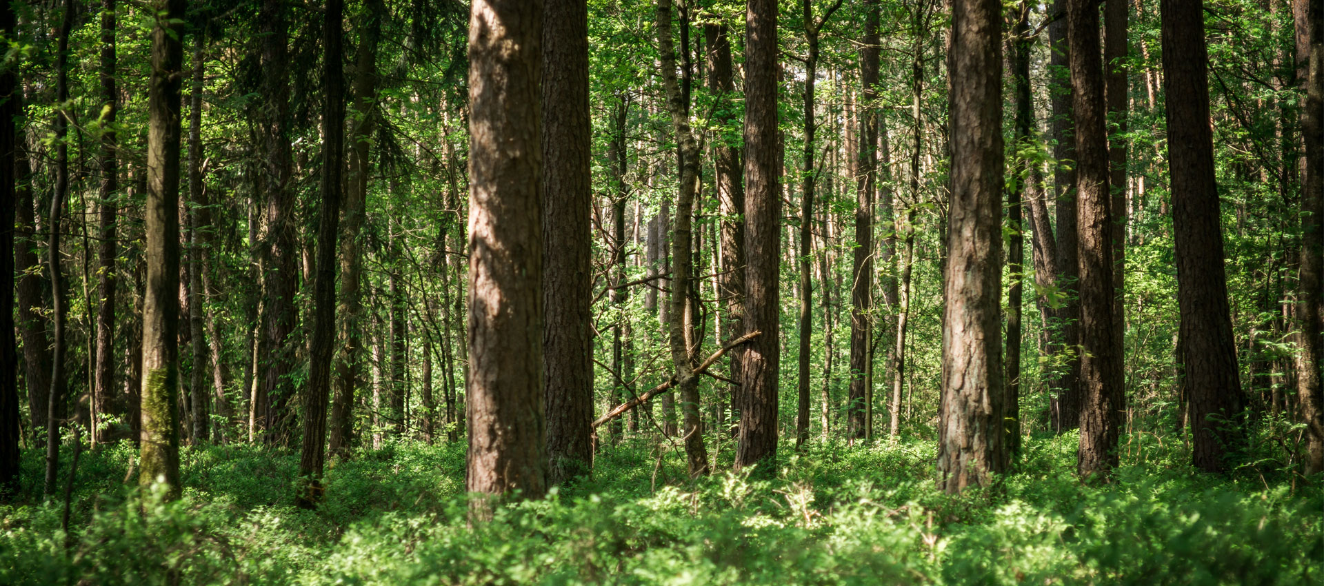 How We Can Protect Our Forests l Carbon Free Zone