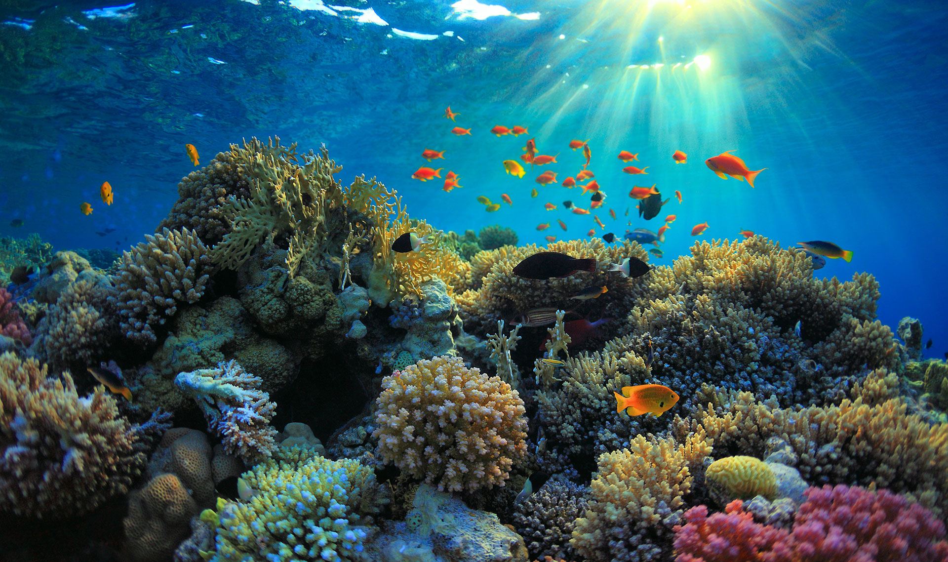 How to Protect our Oceans and the Species they are Home Too