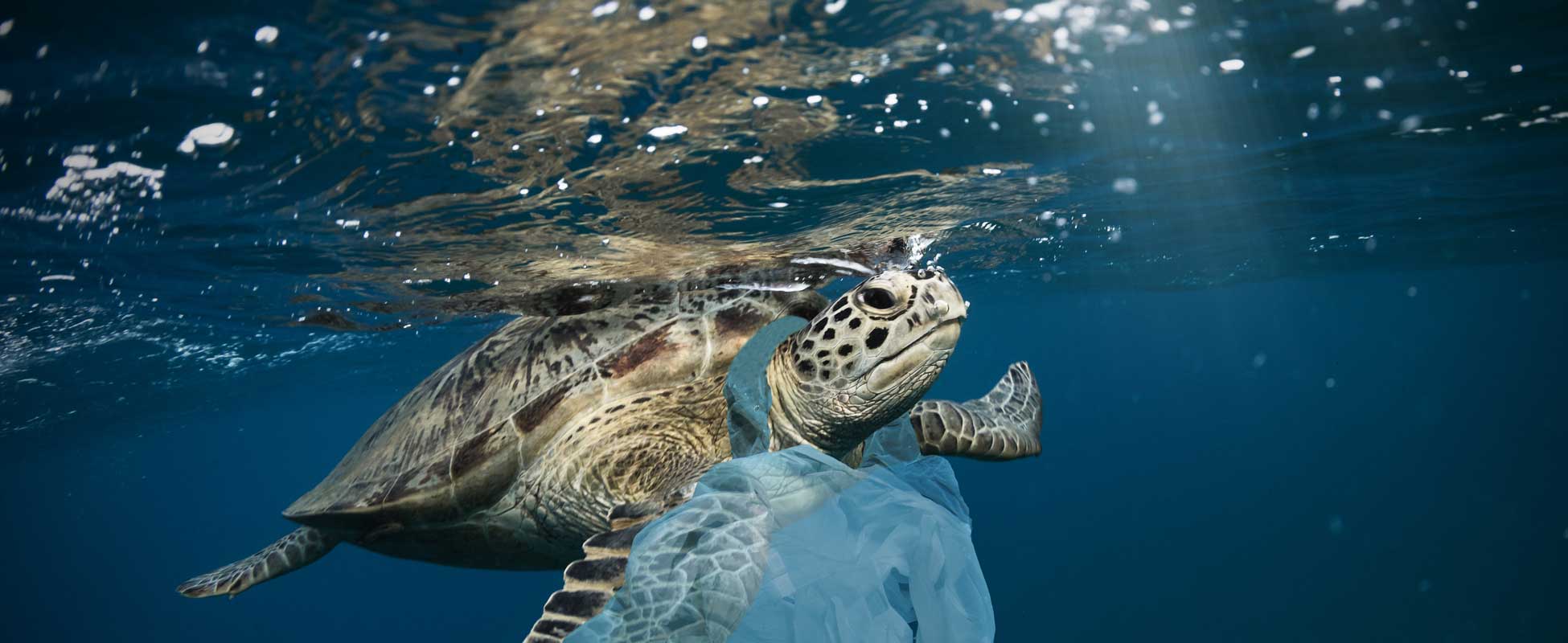 Solutions to Reduce Water Pollution l Carbon Free Zone